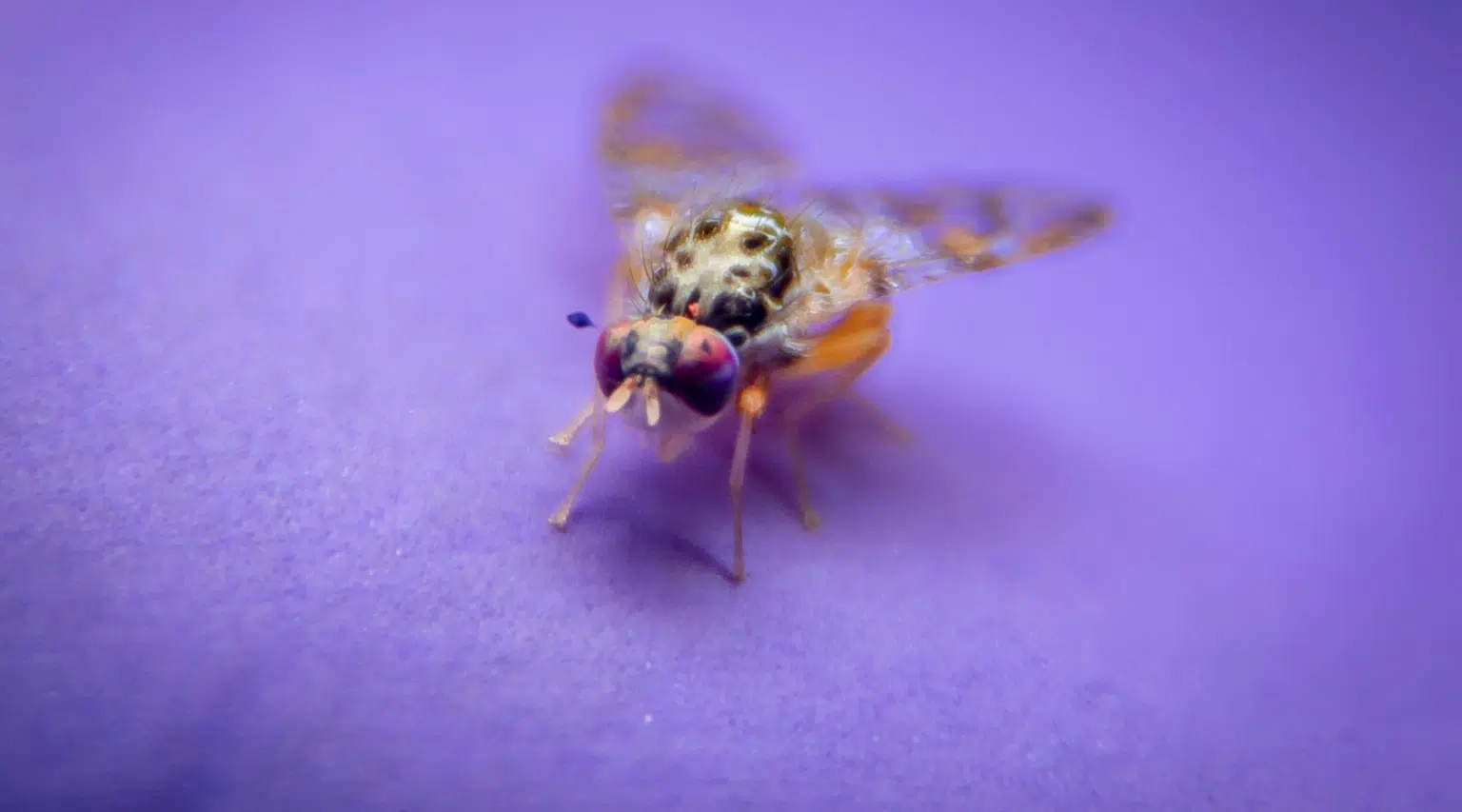 CAPCA 50th Annual Conference & Agri Expo South - CAPCA